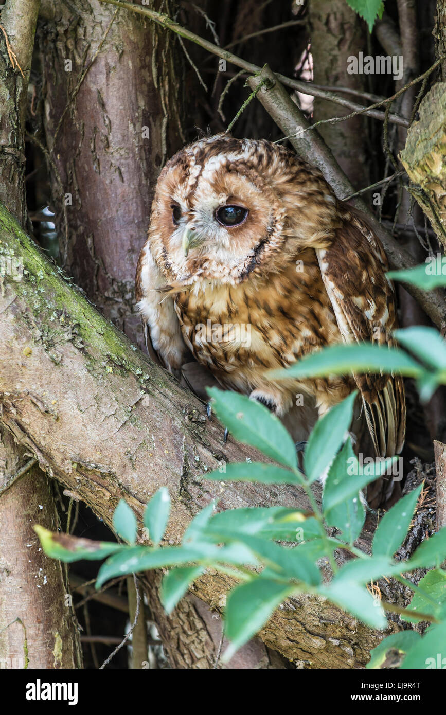 Tawny Owl perched in a tree Stock Photo - Alamy