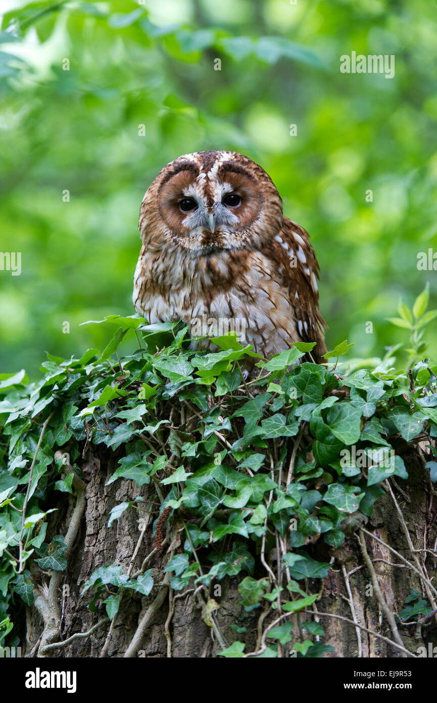 Tawny Owl perched in a tree Stock Photo - Alamy