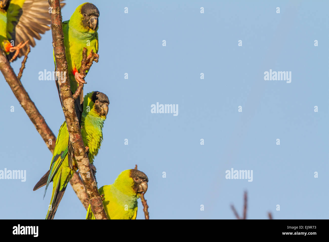 Nandaysittich High Resolution Stock Photography and Images - Alamy