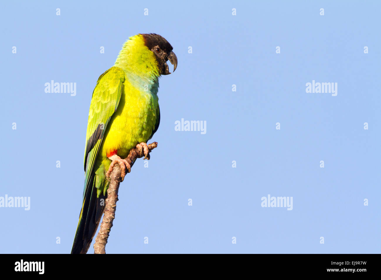 Nandayus nenday hi-res stock photography and images - Alamy