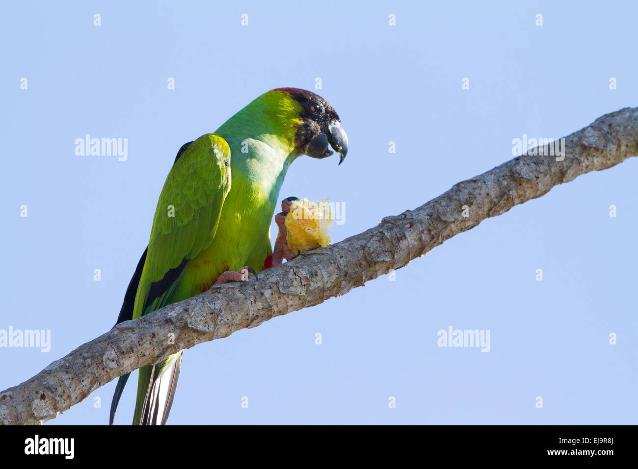 Nandayus nenday hi-res stock photography and images - Alamy