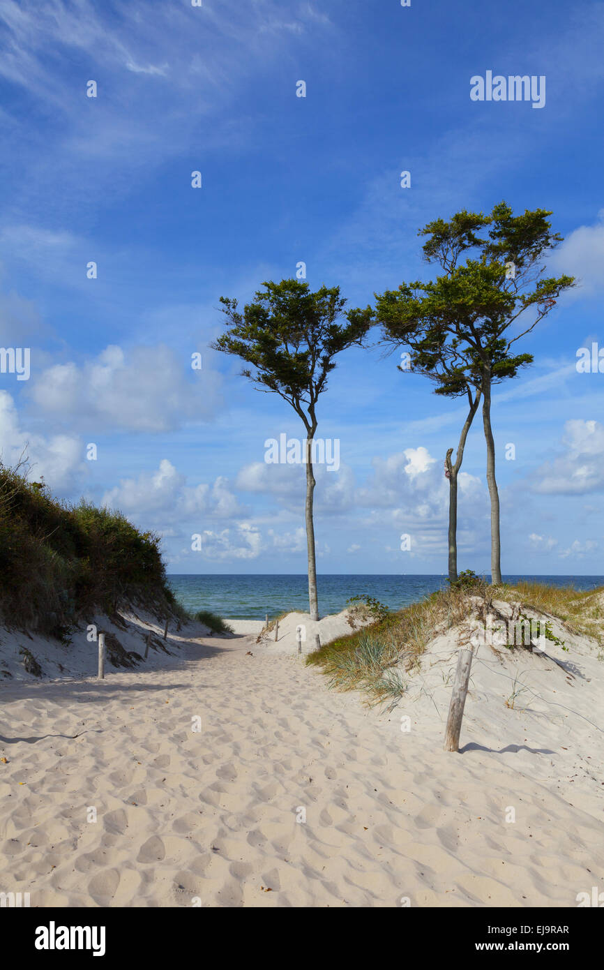 Windfluechter hi-res stock photography and images - Alamy