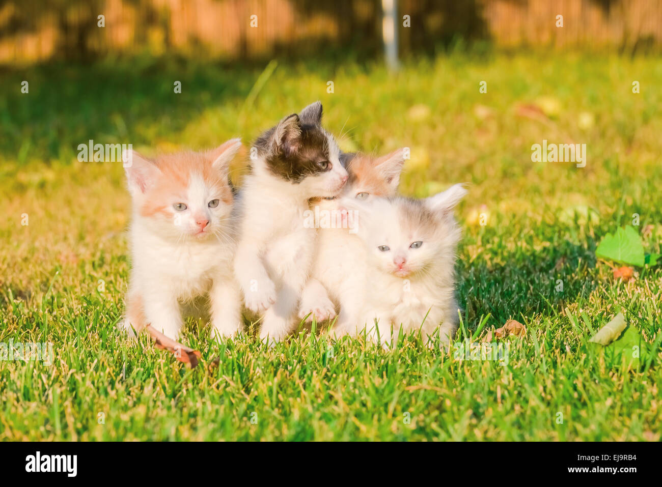 Many kittens hi-res stock photography and images - Alamy