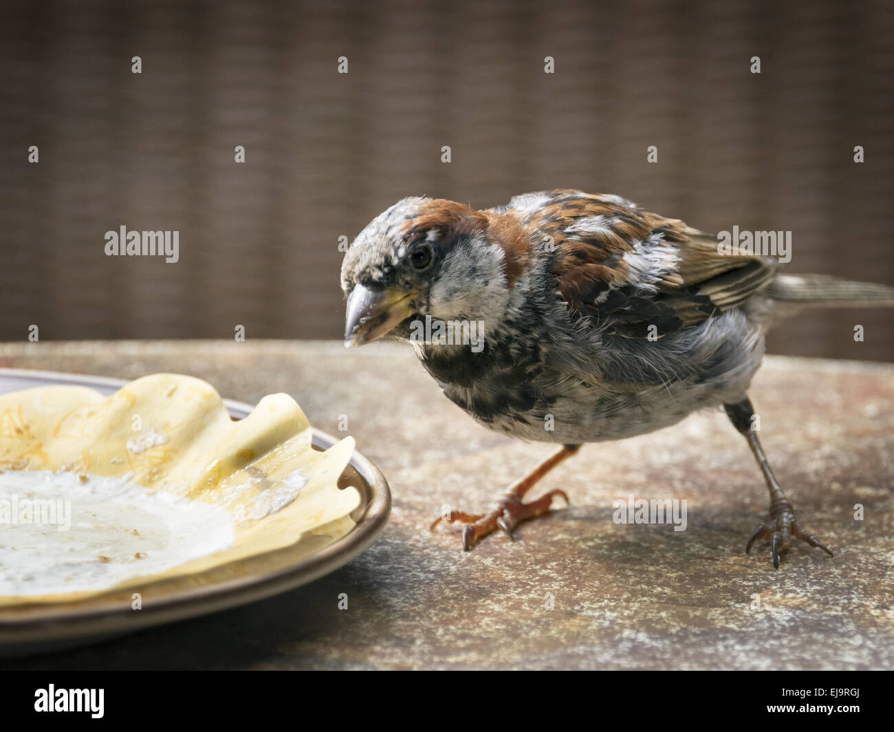 sparrow on table Stock Photo - Alamy