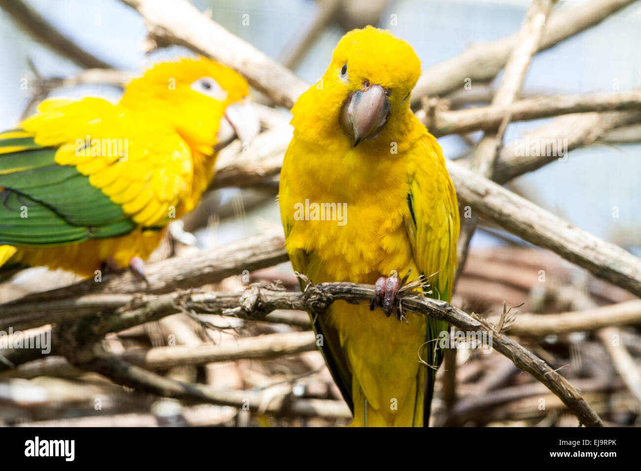 Golden parakeet hi-res stock photography and images - Alamy
