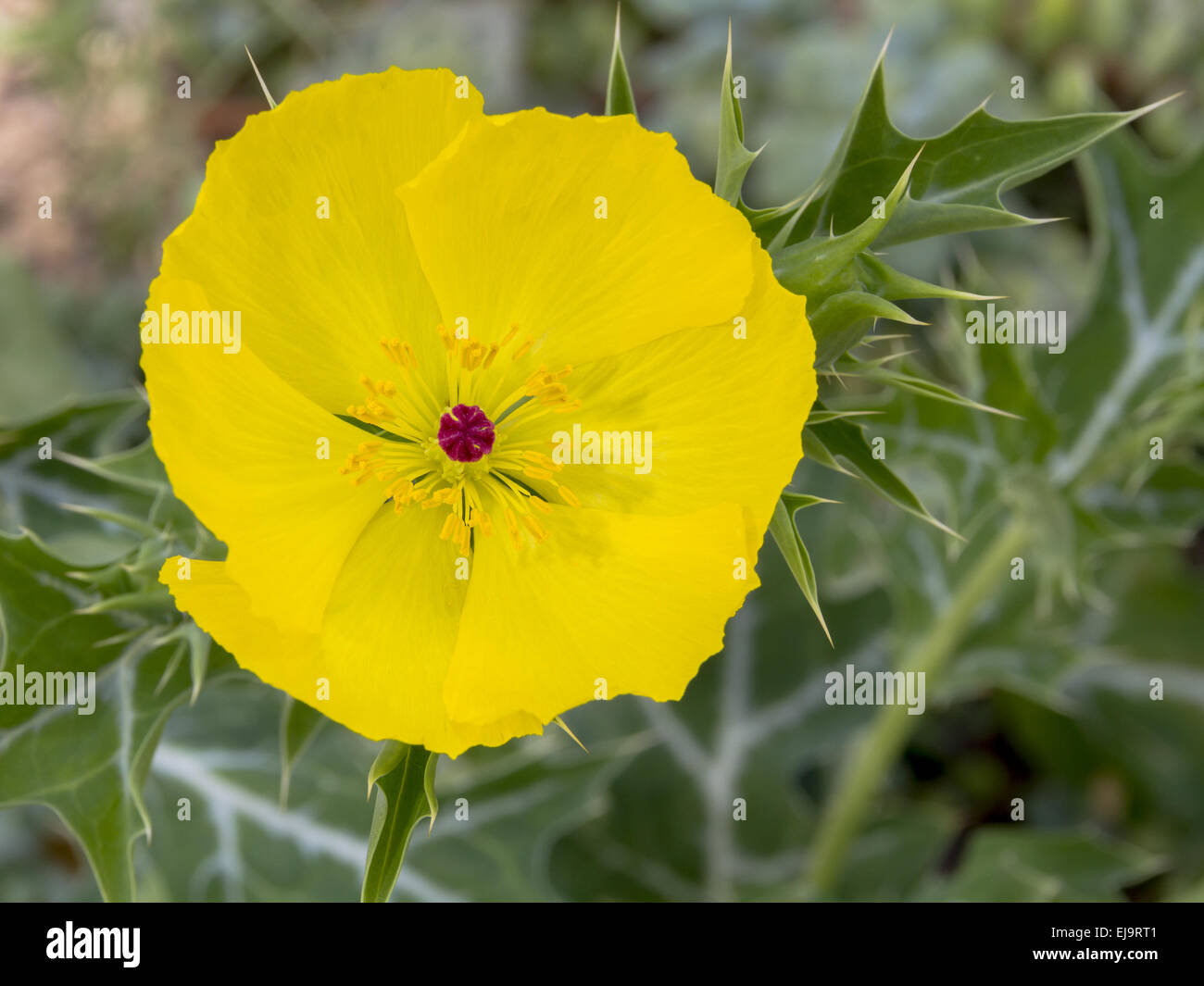 Mexican poppy hi-res stock photography and images - Alamy