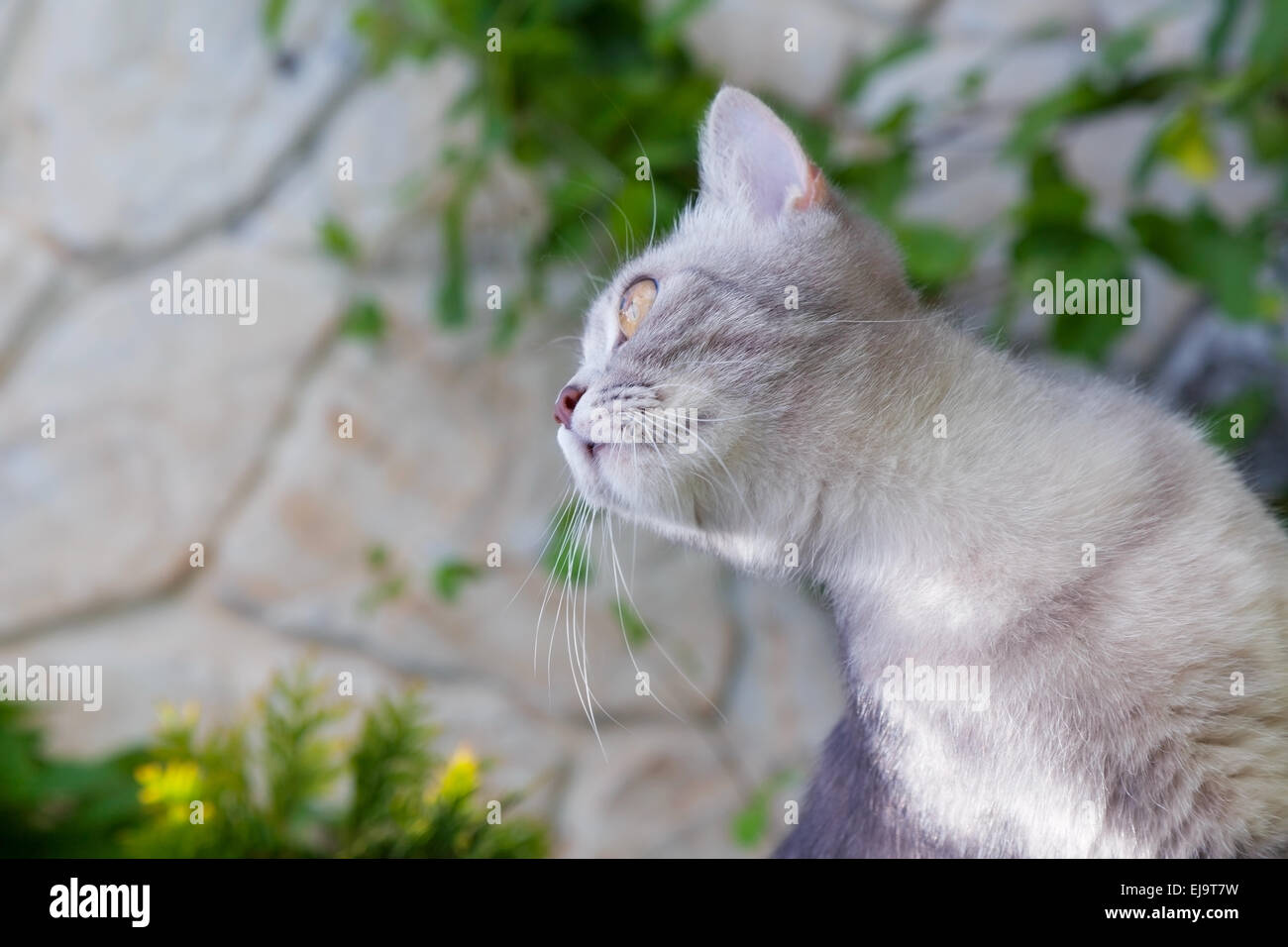 cat muzzle looking. Our pets Stock Photo - Alamy