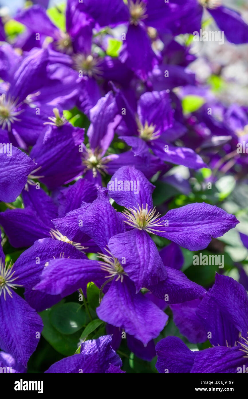 Purple clematis jackmanii flower hi-res stock photography and images ...