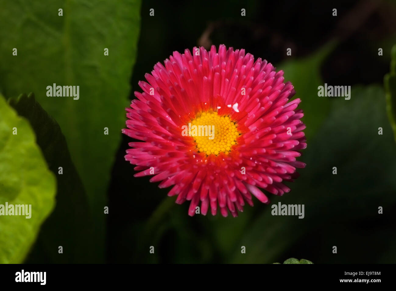 Outdoor flower pattern hi-res stock photography and images - Alamy