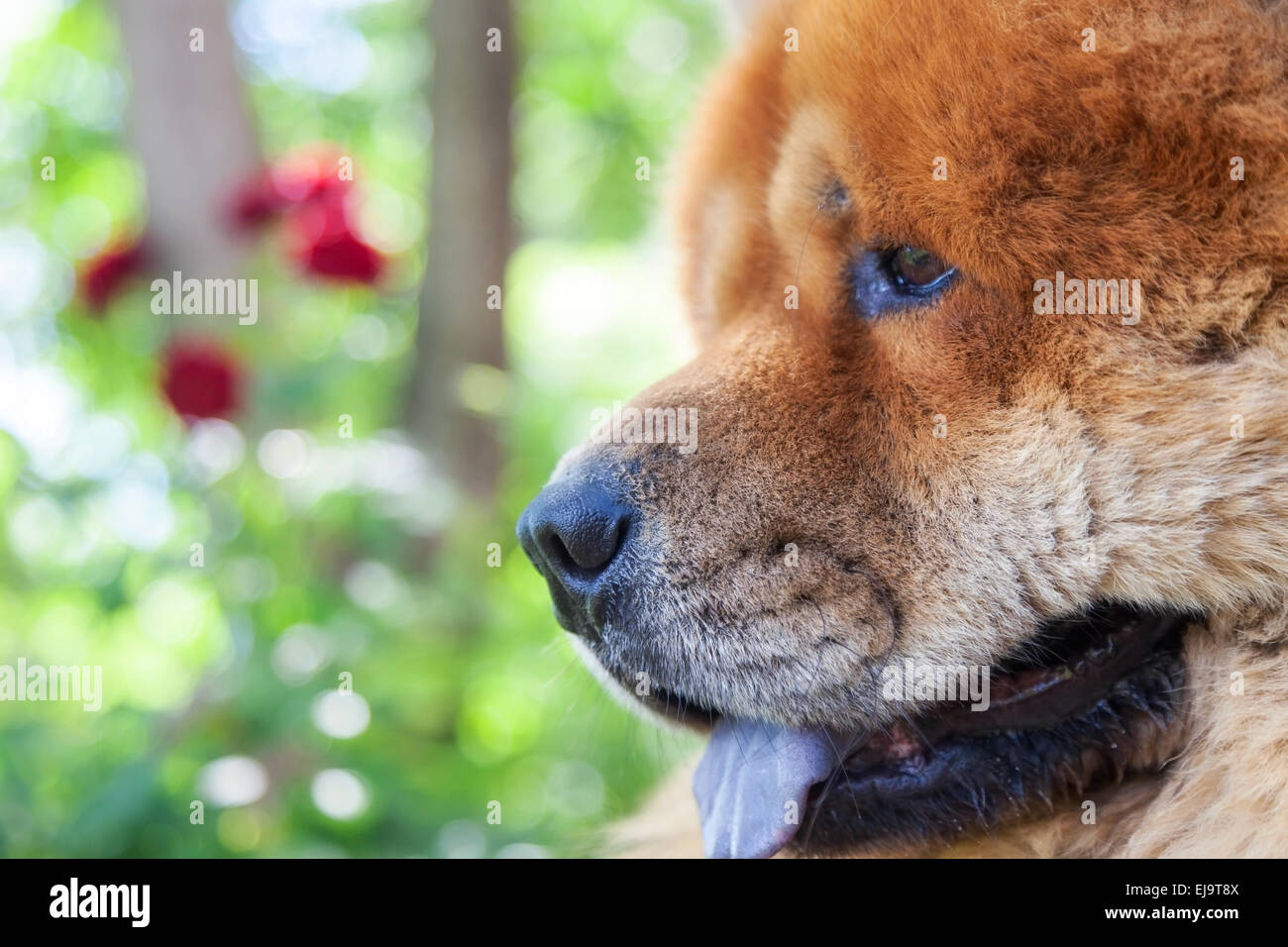 Chinese guard dog hi-res stock photography and images - Alamy