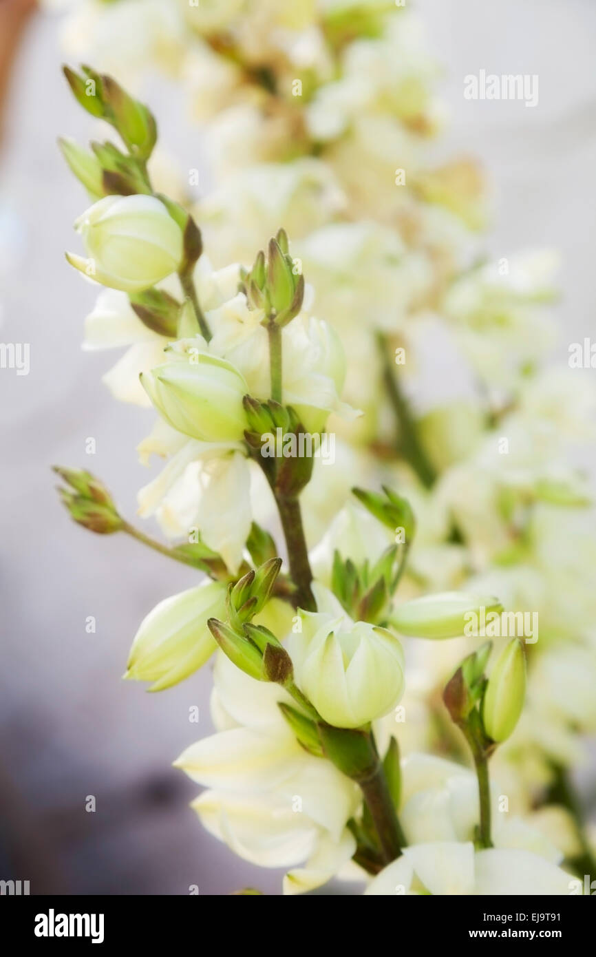 white yucca flowers. exotic tropical flower Stock Photo - Alamy
