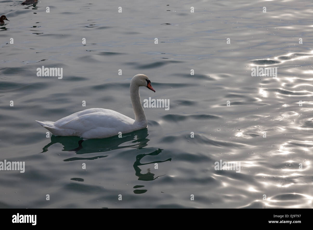 Swan on sea hi-res stock photography and images - Alamy