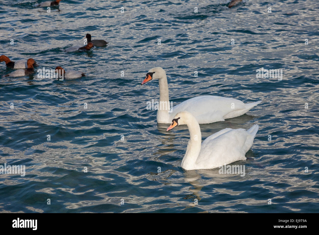 beautiful swan on the sea. wildlife Stock Photo - Alamy