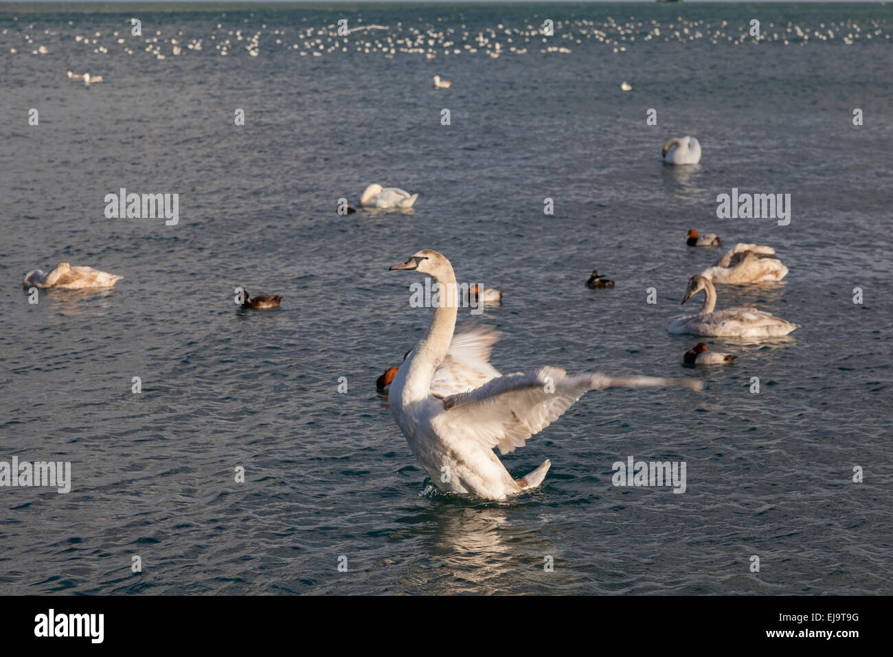 beautiful swan on the sea. wildlife Stock Photo - Alamy