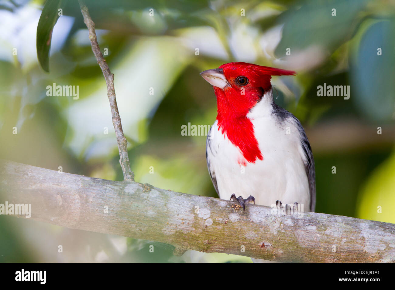 Cardinal red crested hi-res stock photography and images - Alamy