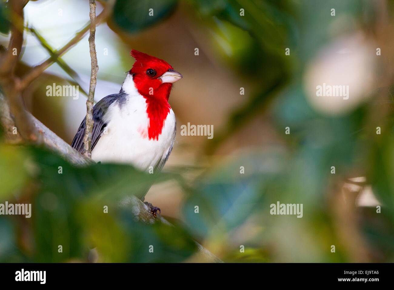Cardinal red crested hi-res stock photography and images - Alamy