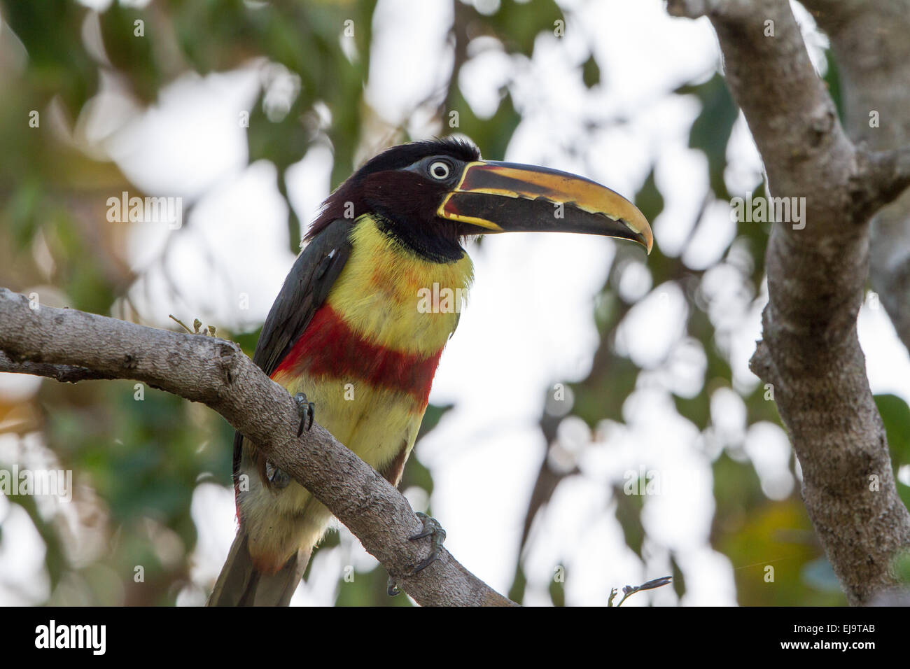 Chestnut eared aracari hi-res stock photography and images - Alamy