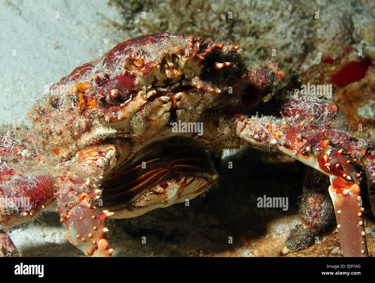 Channel Clinging Crab Stock Photo - Alamy