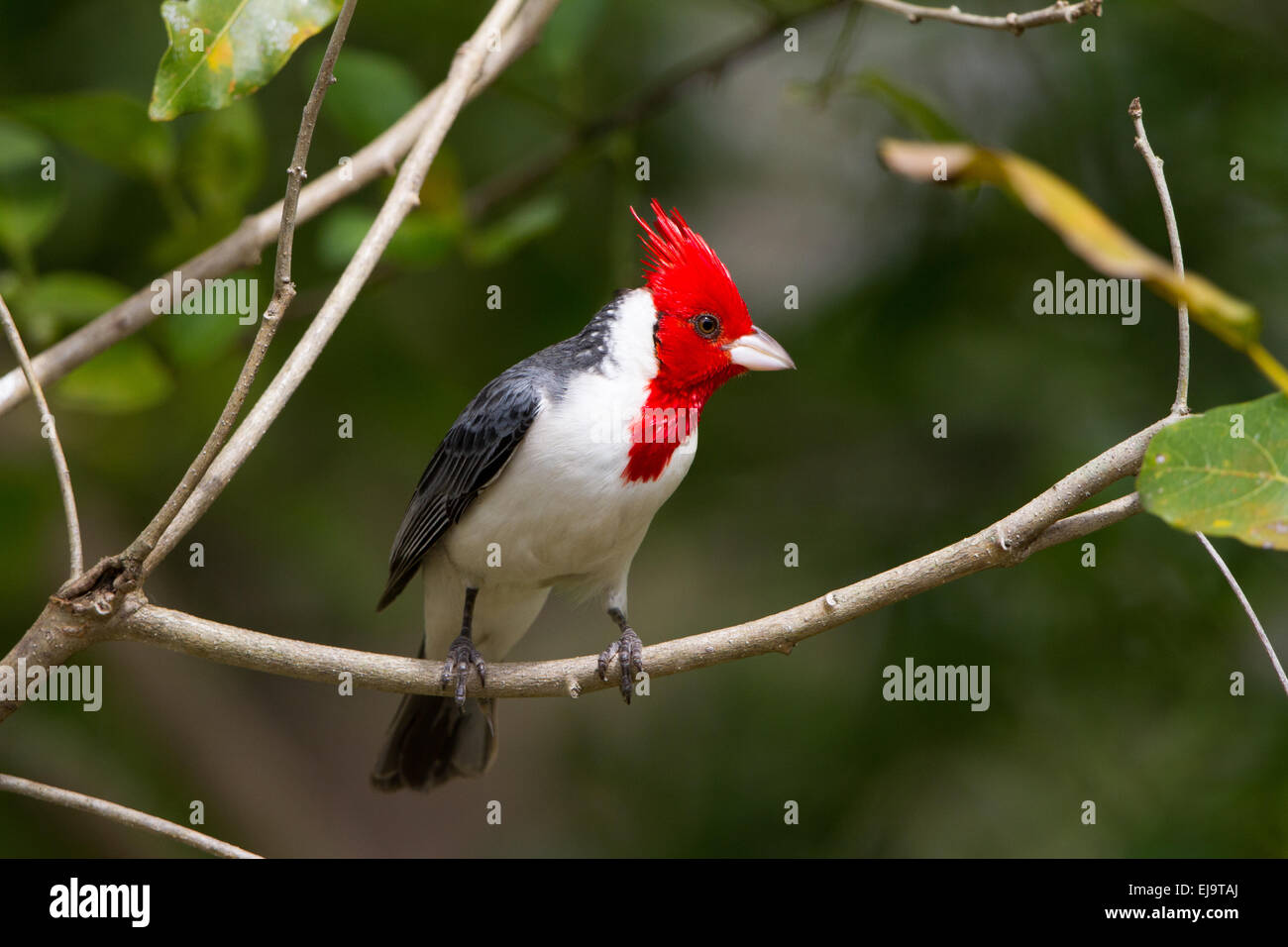 Cardinal red crested hi-res stock photography and images - Alamy