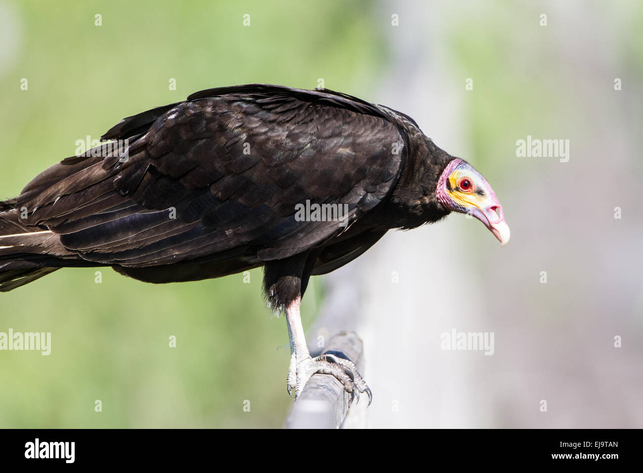 Lesser yellow-headed vulture Stock Photo - Alamy