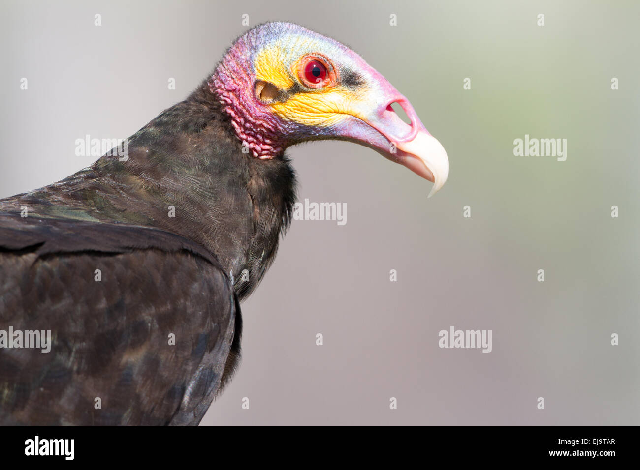 Lesser yellow-headed vulture Stock Photo - Alamy