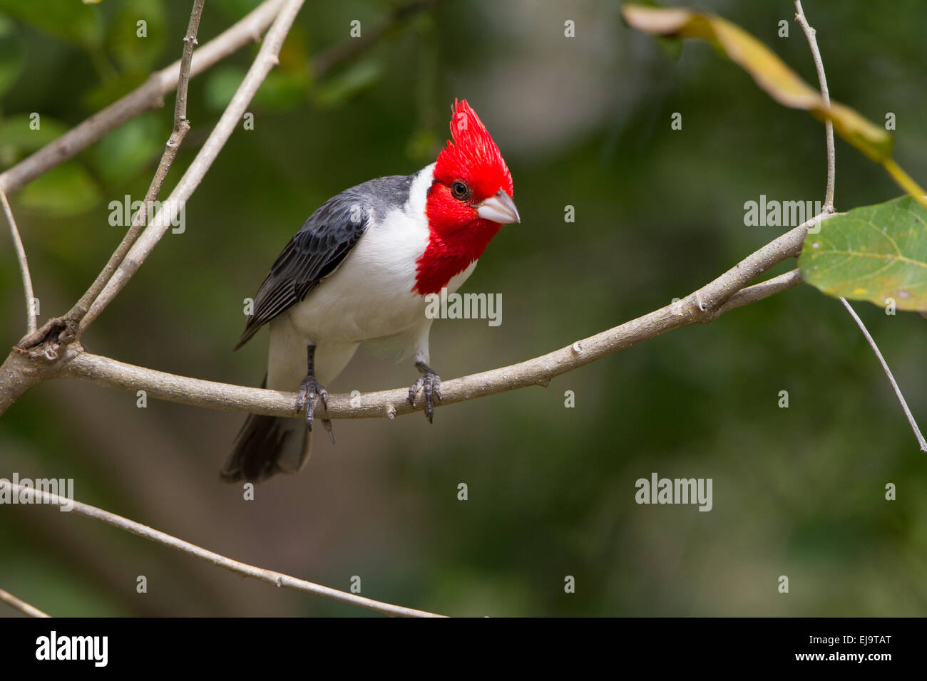 Red cardinal birds hi-res stock photography and images - Alamy
