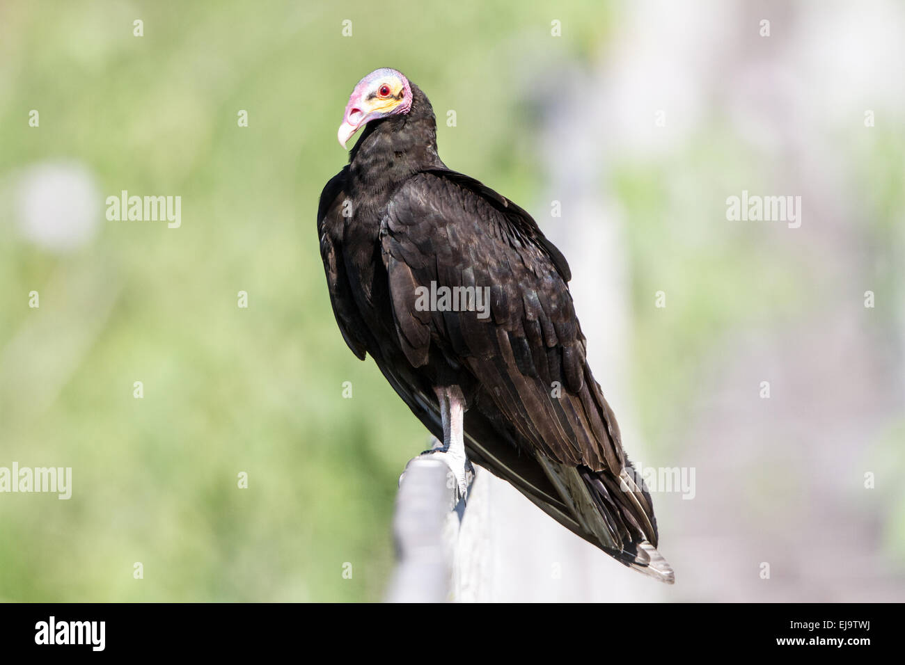 Lesser yellow-headed vulture Stock Photo - Alamy