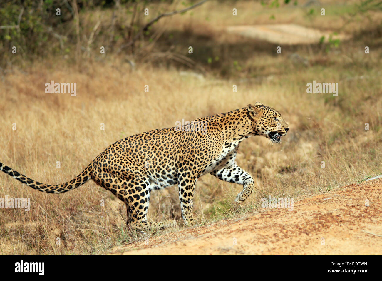 Ceylon leopard hi-res stock photography and images - Alamy