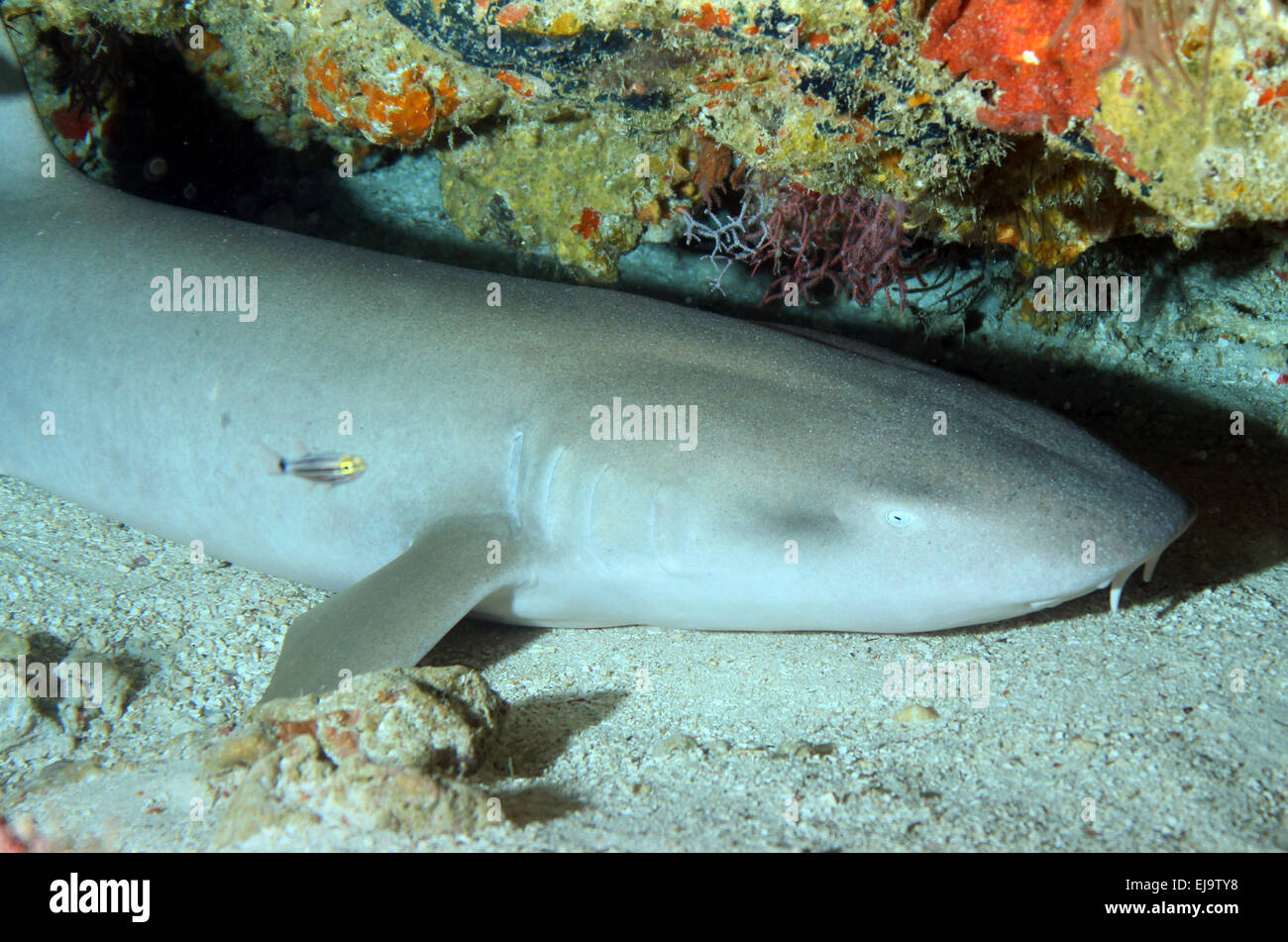 Scuba diving nurse sharks hi-res stock photography and images - Alamy