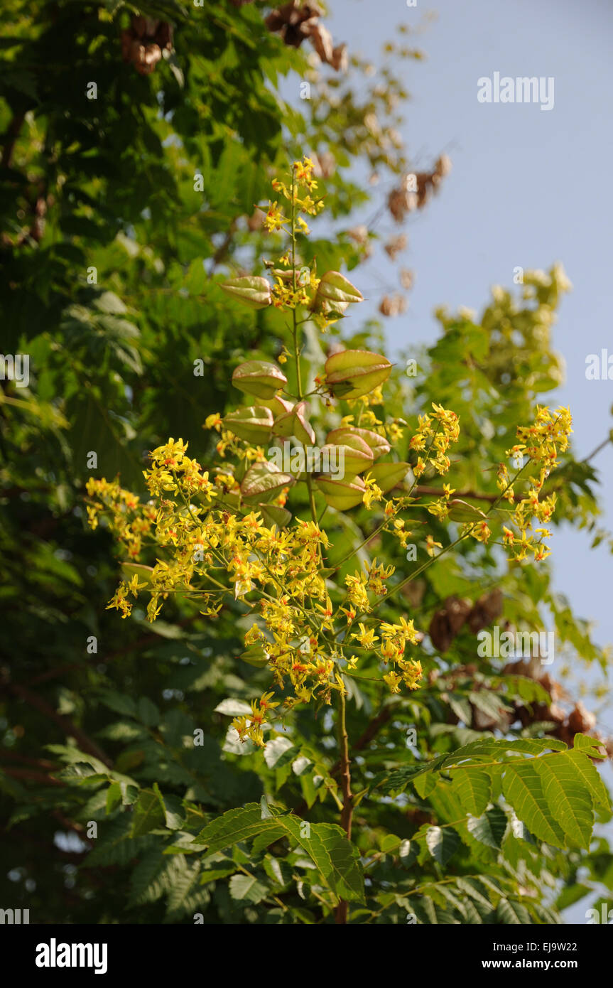 China tree varnish tree golden rain tree pride of india hi-res stock ...