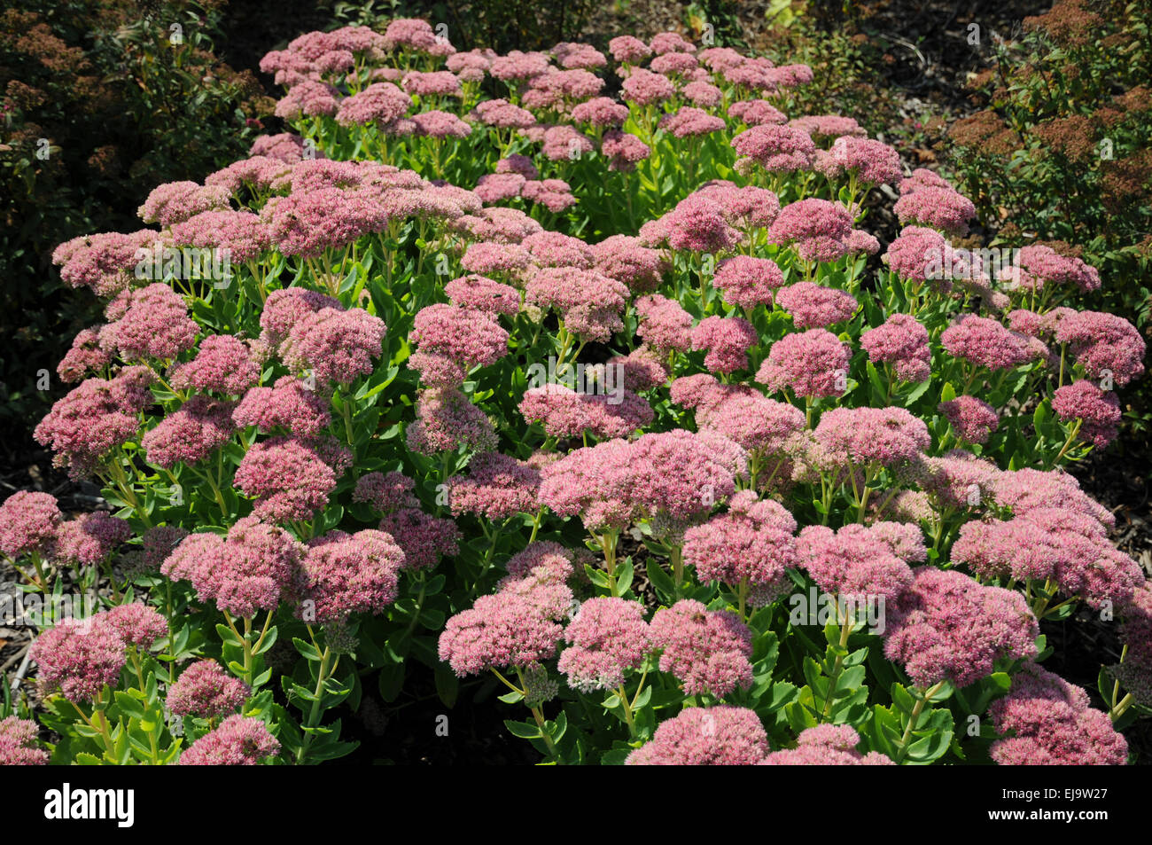 Live forever stonecrop hi-res stock photography and images - Alamy