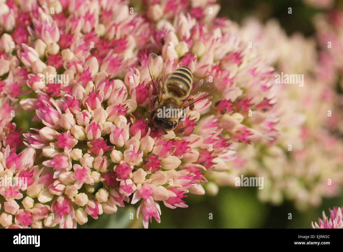 Bergfetthenne hi-res stock photography and images - Alamy