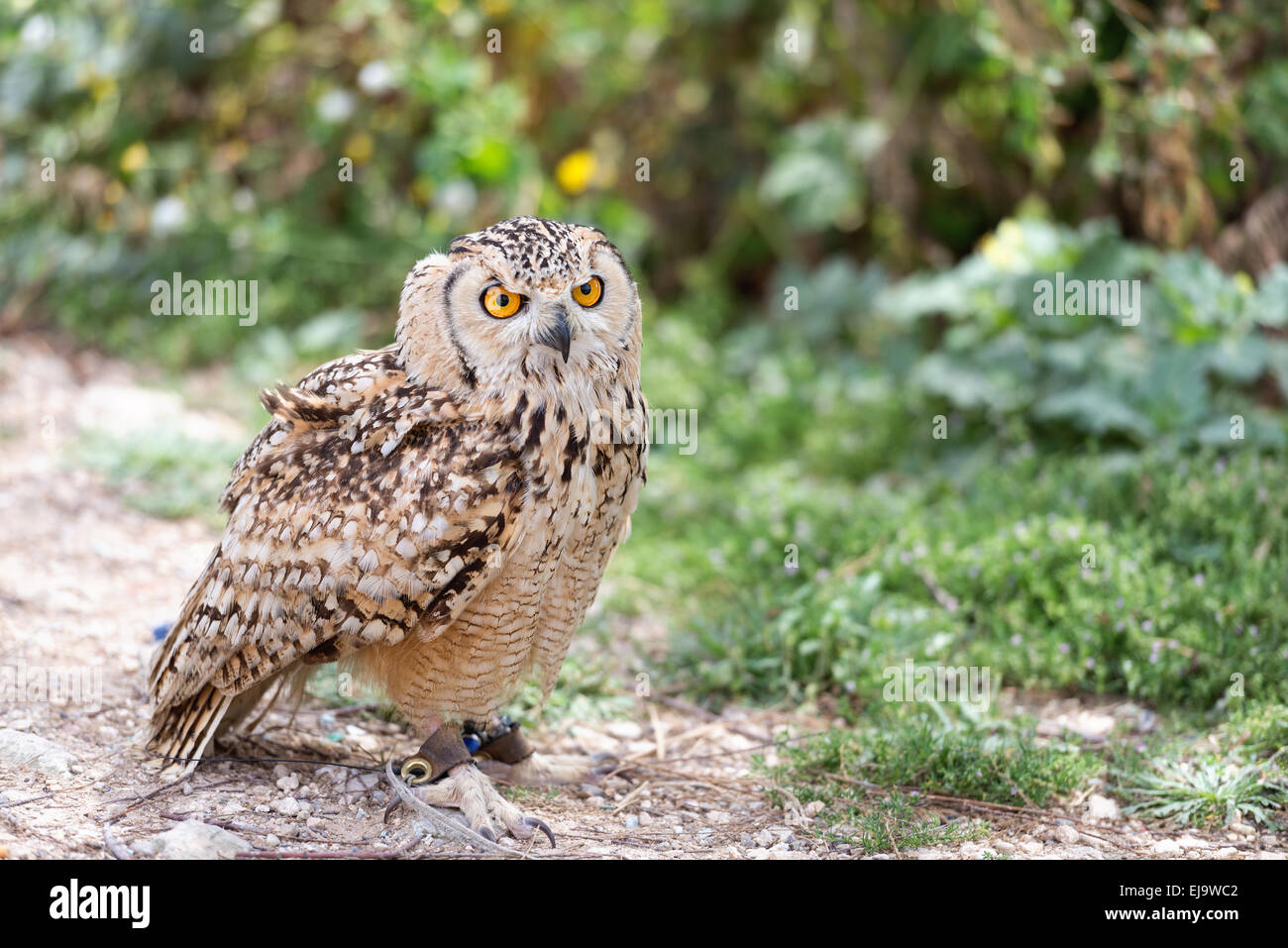 Owl on leash with copy space Stock Photo - Alamy