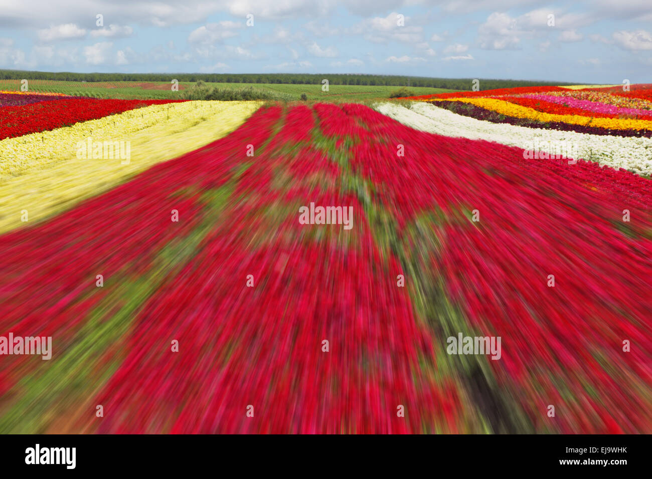 Flying over a flower field Stock Photo - Alamy