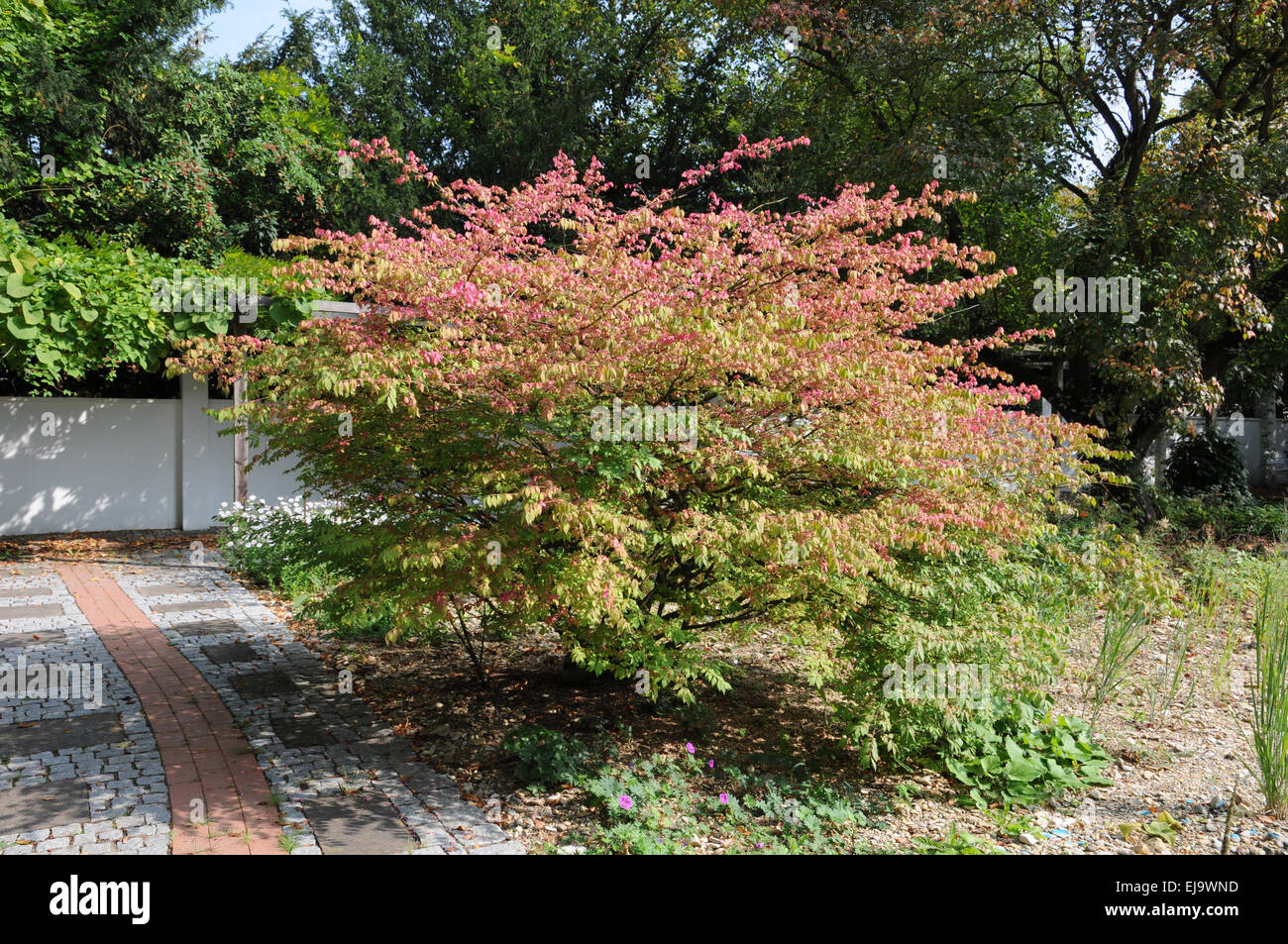 Euonymus alatus blatt hi-res stock photography and images - Alamy
