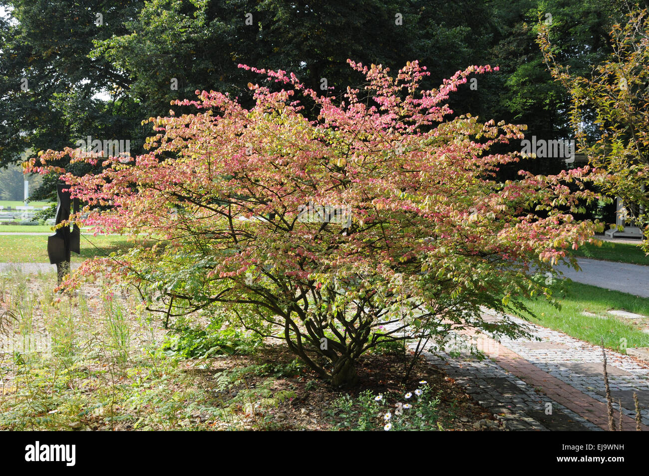 Euonymus alatus laub hi-res stock photography and images - Alamy