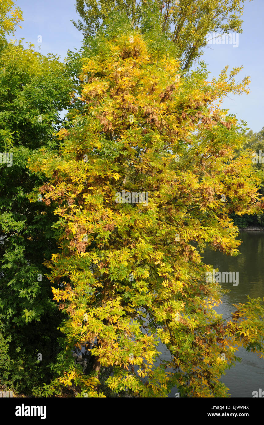 Indian ash tree leaf hi-res stock photography and images - Alamy