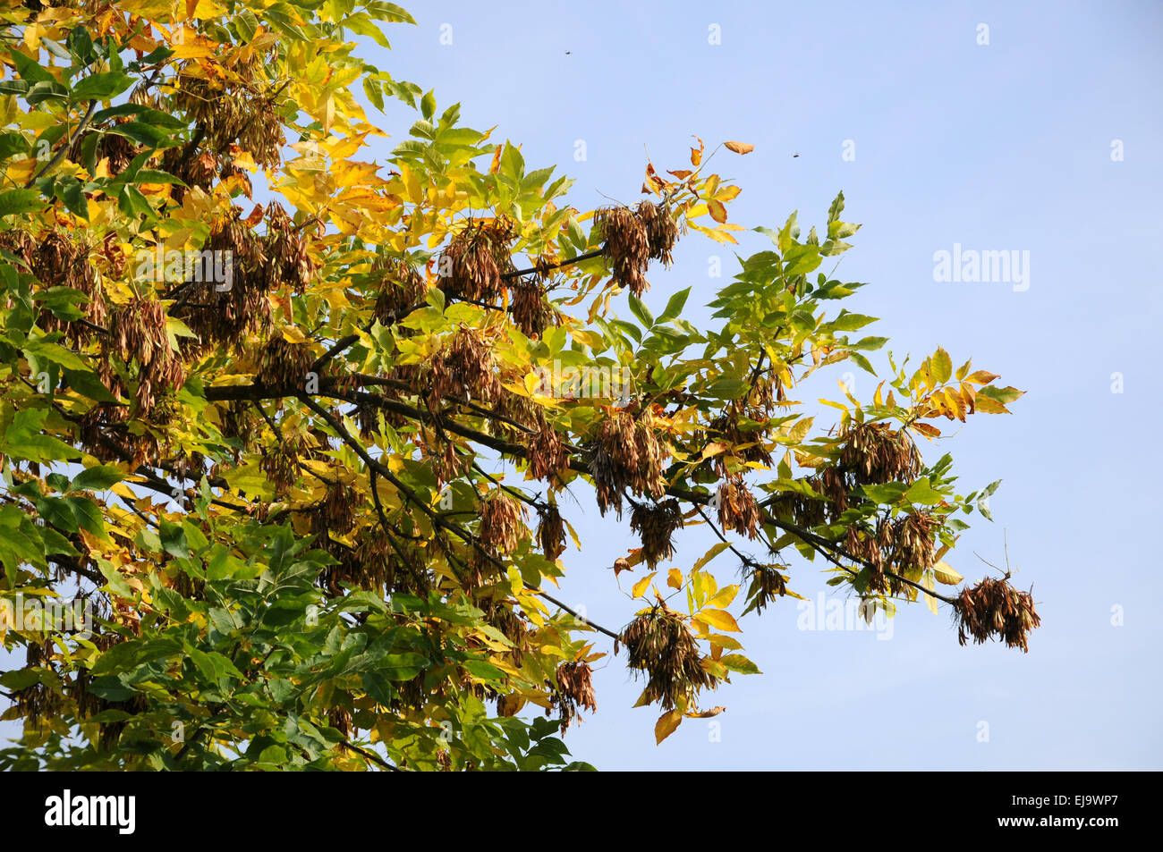 Indian Ash Tree High Resolution Stock Photography and Images - Alamy