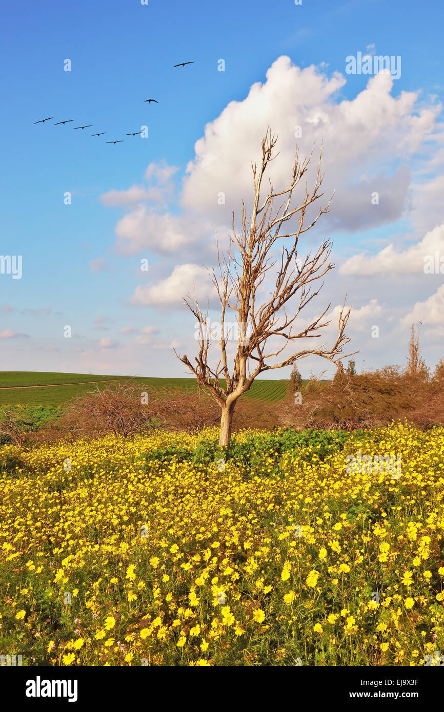 The lonely dry tree Stock Photo - Alamy