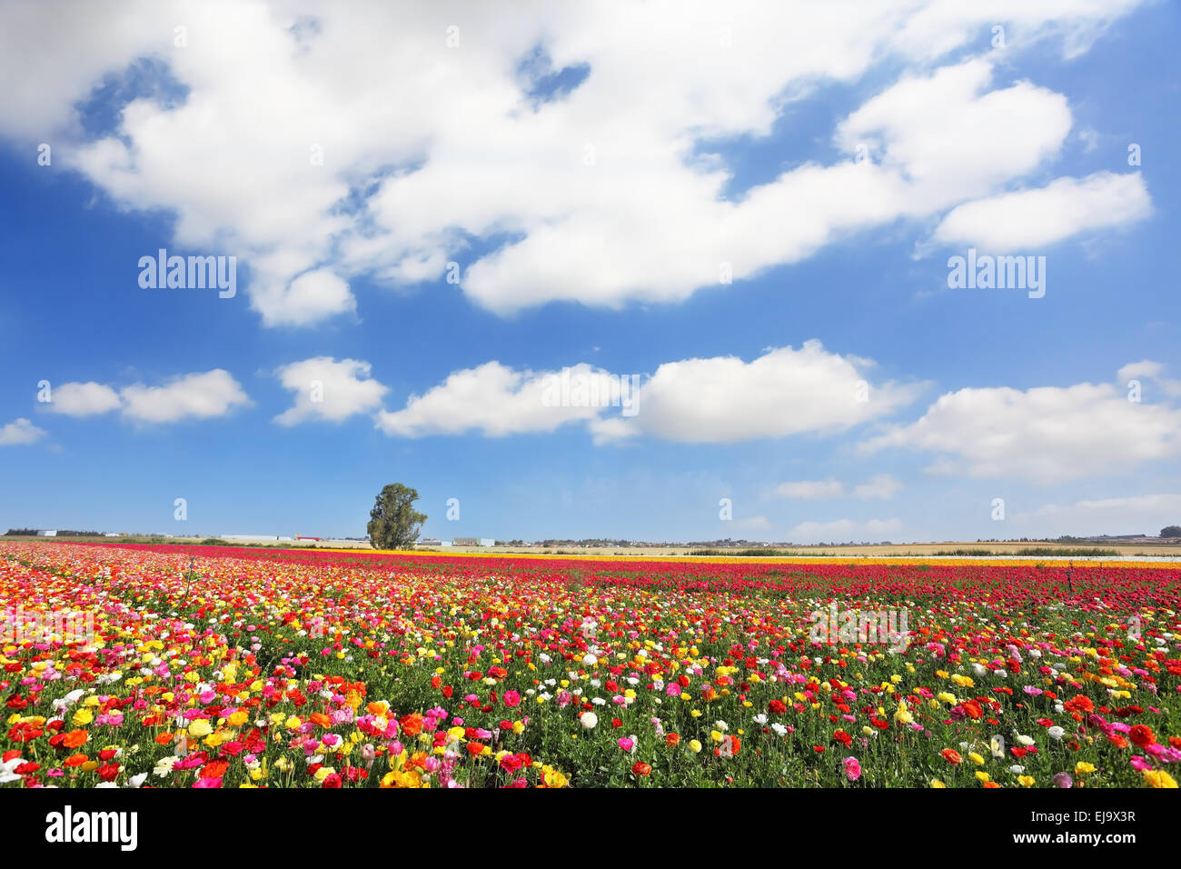 Cloudy spring day in Israel Stock Photo - Alamy