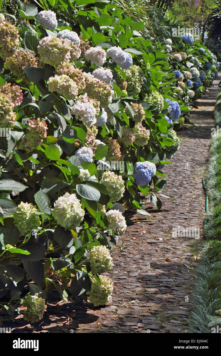 Tropical flowering shrubs hi-res stock photography and images - Alamy