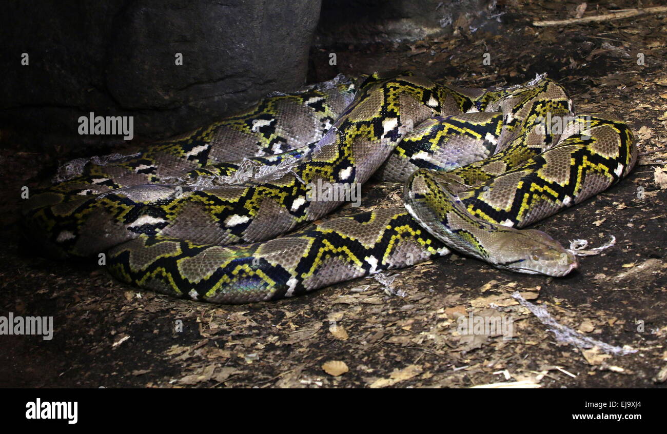 Natpyton hi-res stock photography and images - Alamy