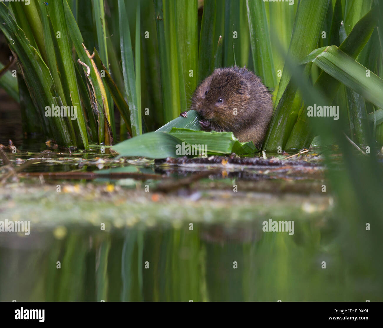 European water vole Arvicola amphibius feeding Stock Photo - Alamy