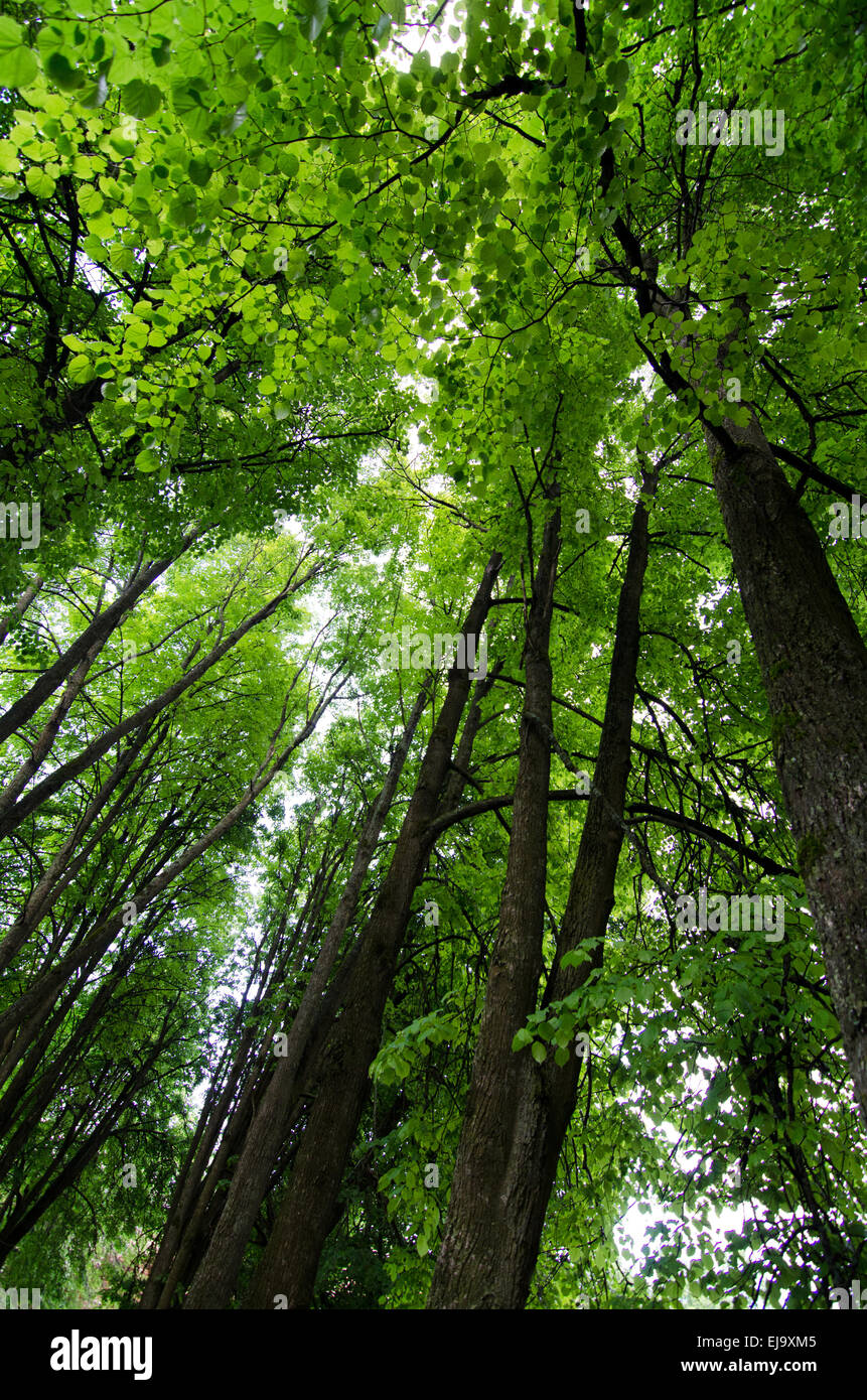 Crone of trees in forest Stock Photo - Alamy