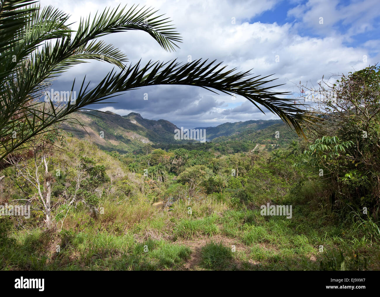 Cuba. Tropical nature Stock Photo - Alamy