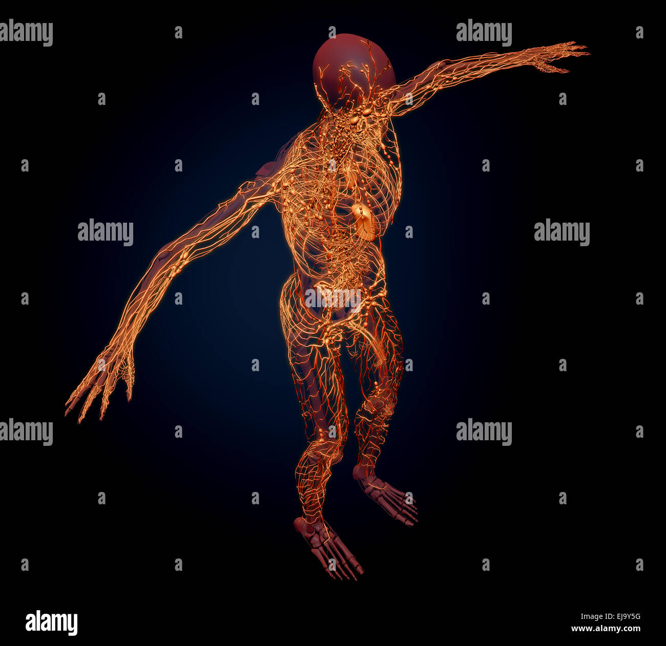 Human lymphatic system - medical illustration Stock Photo - Alamy