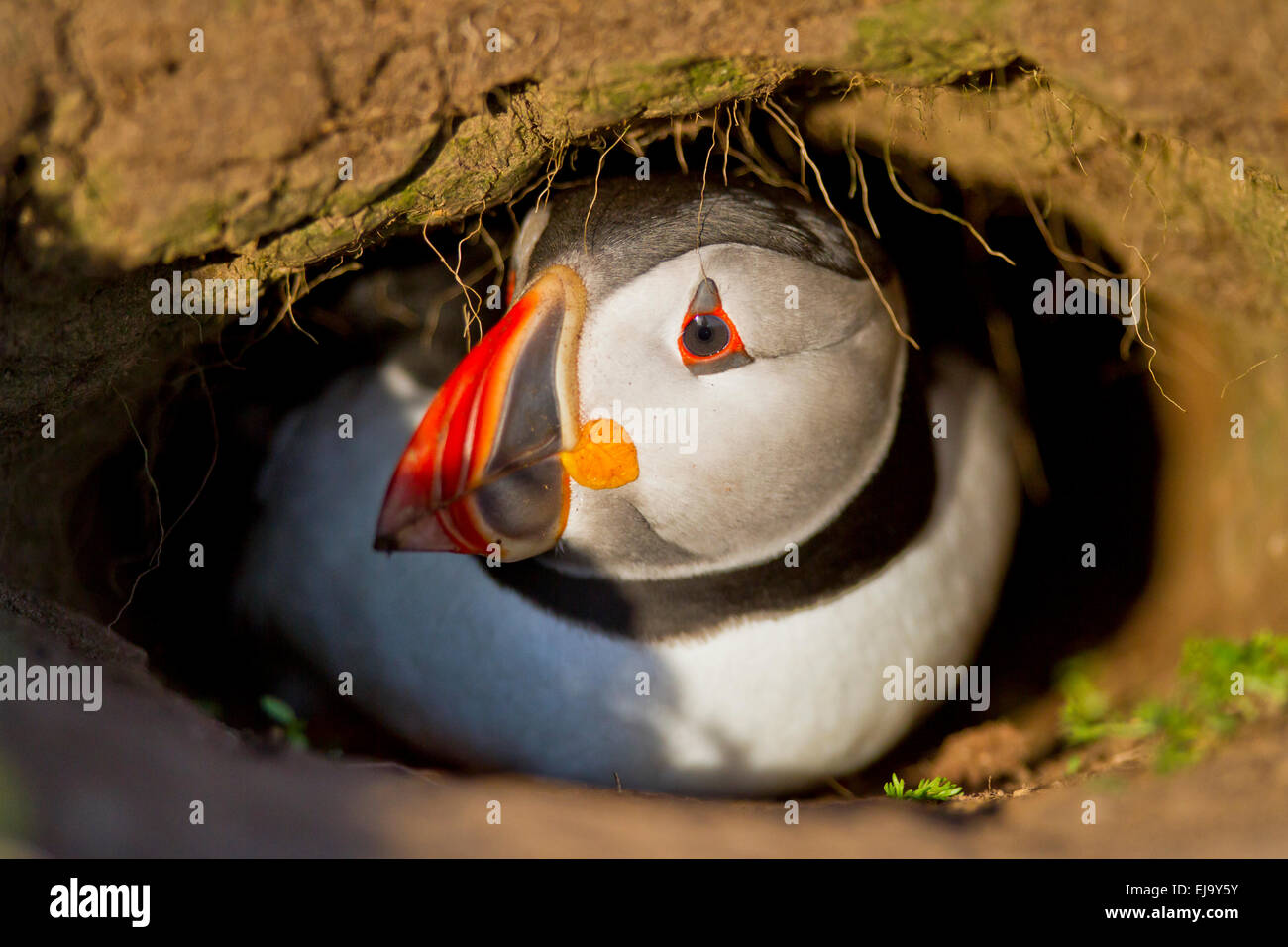 Atlantic puffin nest burrow hi-res stock photography and images - Alamy