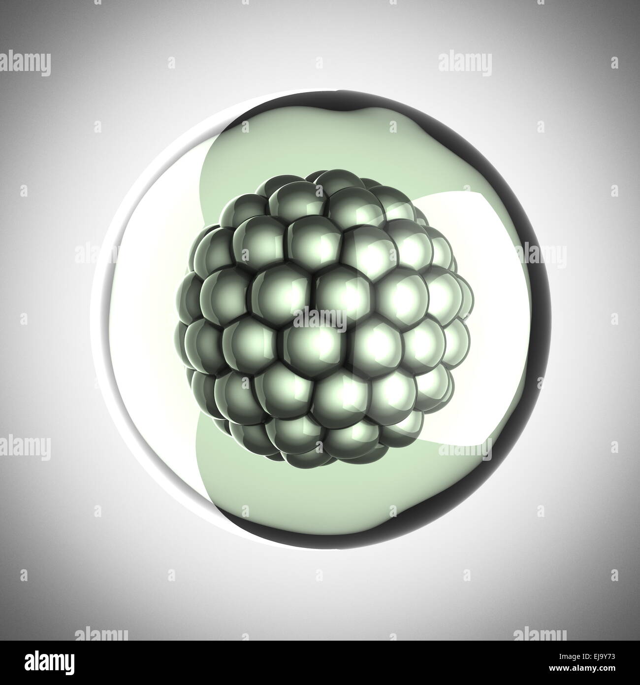 Mitosis cell cycle microscope hi-res stock photography and images - Alamy