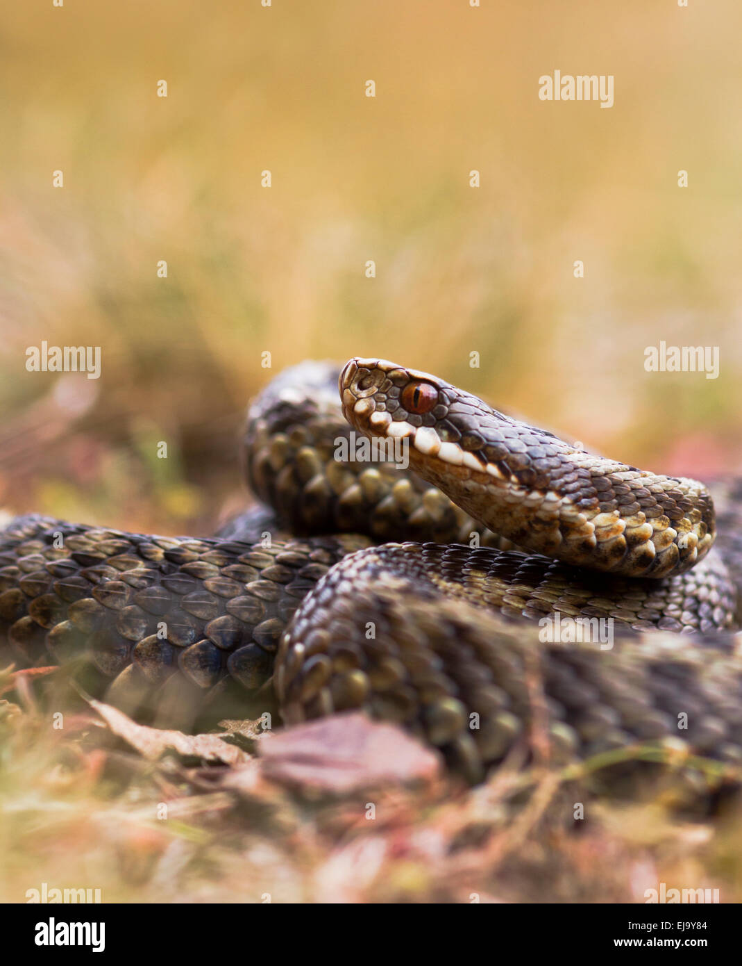 Wild Female adder vipera berus coiled to strike in heathland Stock ...