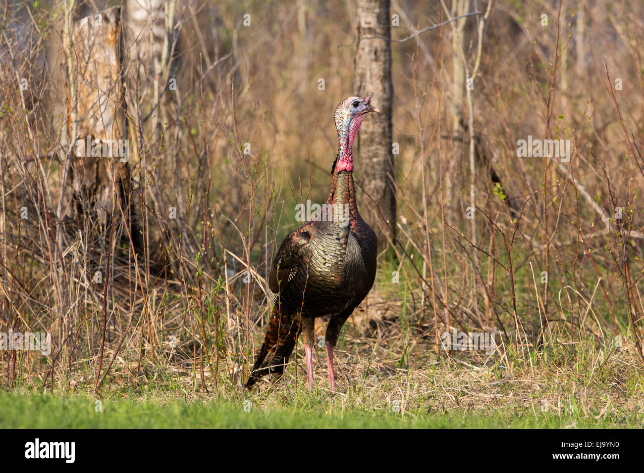 Eastern wild turkey - male Stock Photo - Alamy